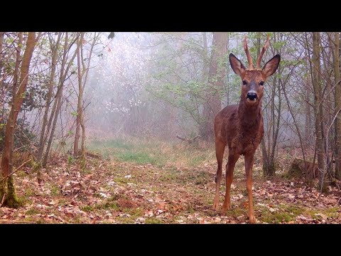 Misty Spring Morning / Relaxing Nature and Wildlife Video / Browning Recon Force Elite HP4