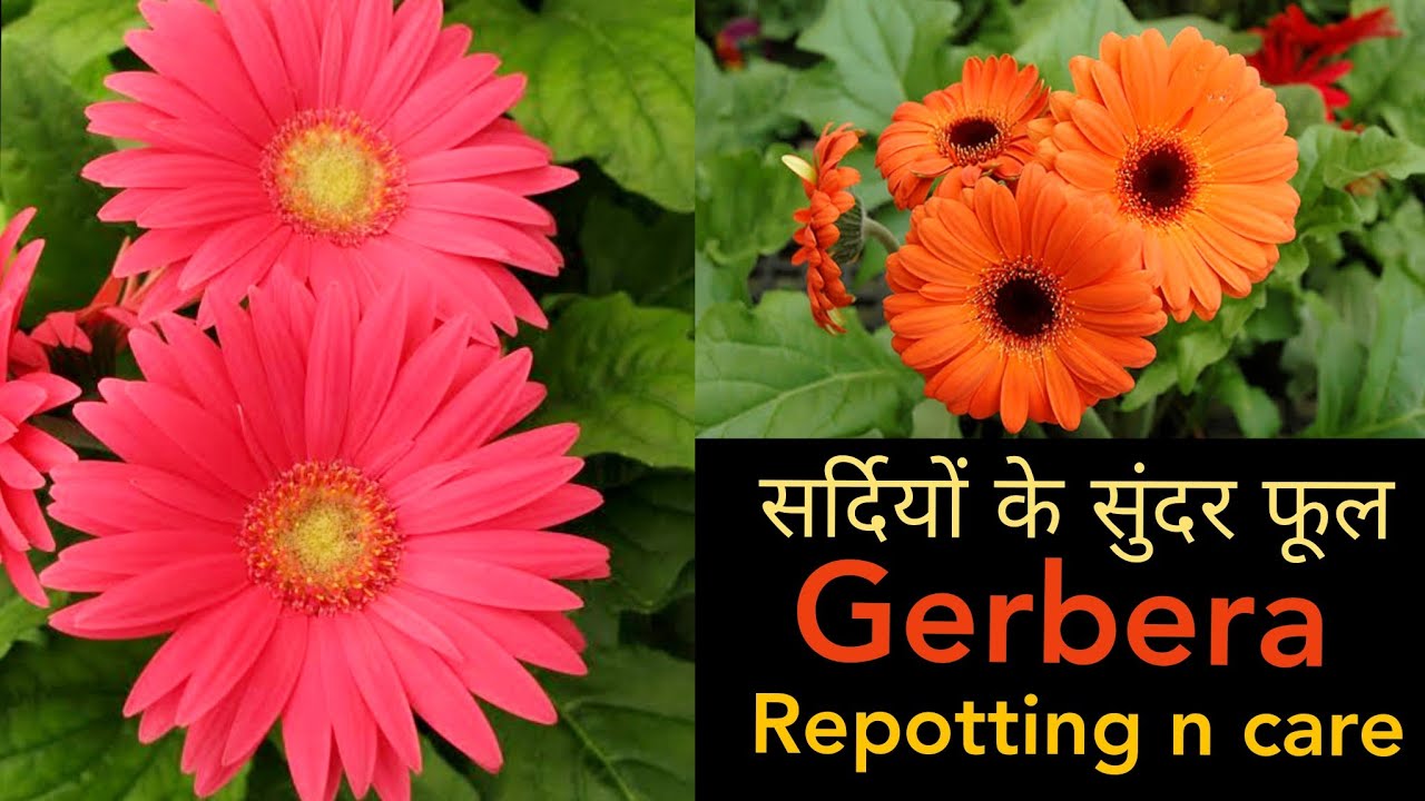 Best winter flowering Gerbera plant repotting, gerbera care n ...