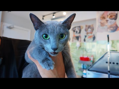 This Russian Blue growls and  has some Spice 🌶️ 🌶️ (see what happens in the end)
