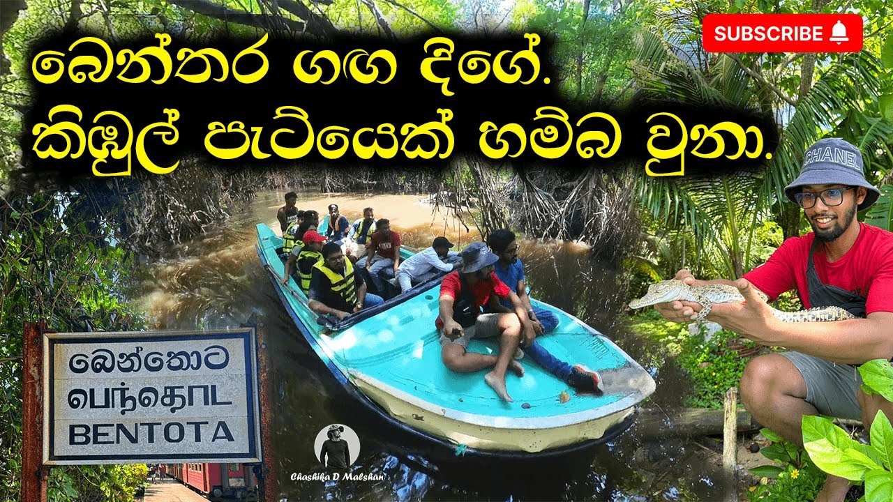 බෙන්තොට ගඟ දිගේ. කිඹුල් පැට්යෙක් හම්බ වුනා.| Bentota Boat Safari | Sri ...