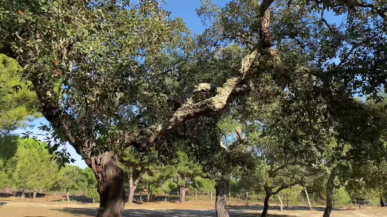 Mata do Duque 2 Santo Estêvão Benavente - YouTube