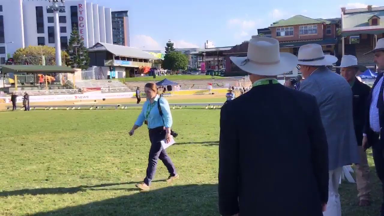 2019 Ekka - Led Steer Paraders & Inter-School Judging - Ring 4 - YouTube
