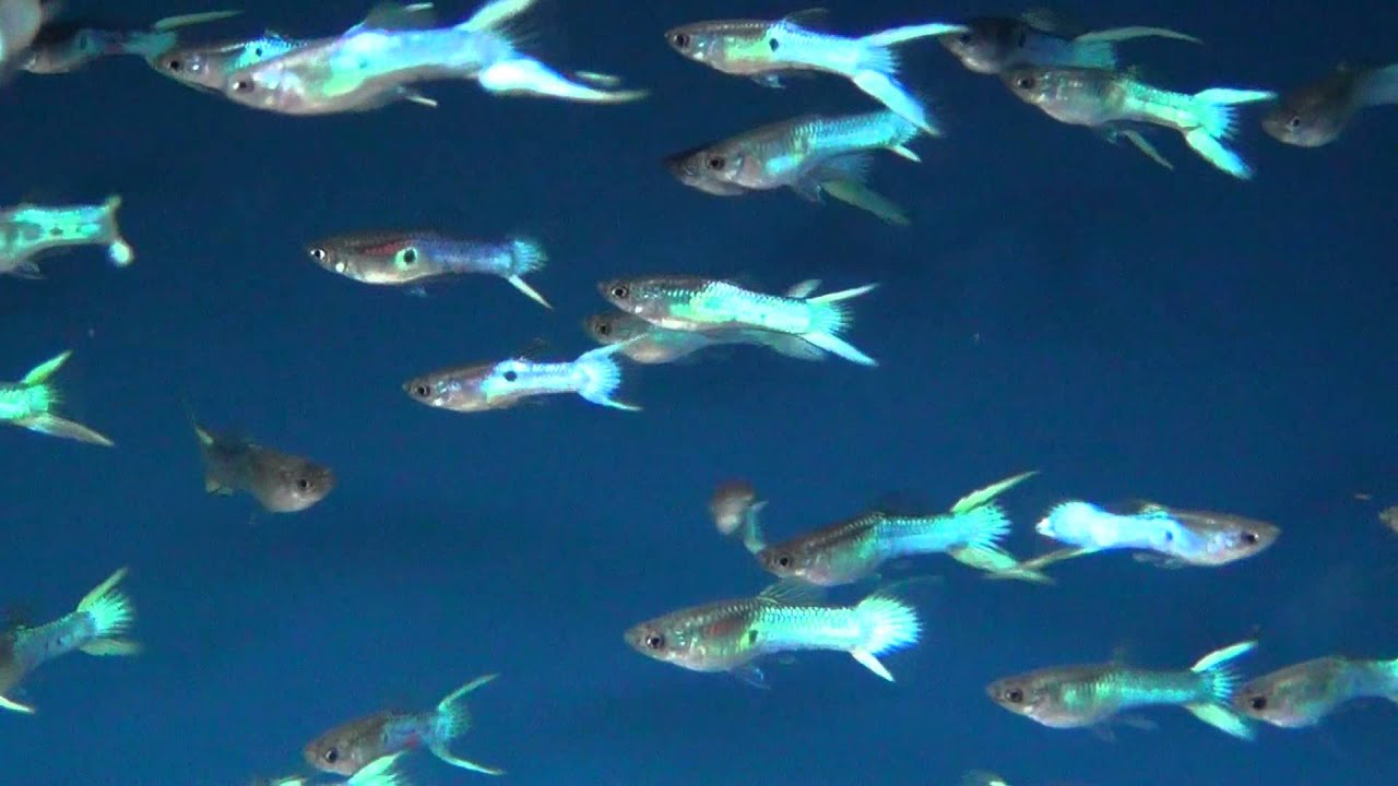 15 lot powder blue endlers tropical fish - YouTube