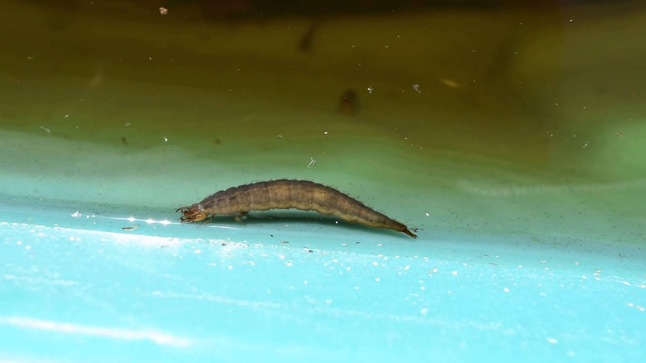 Hydrophilus triangularis larva - YouTube