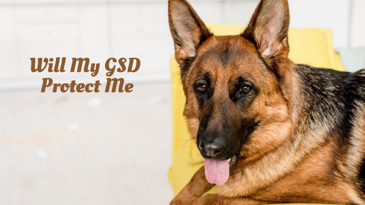 Do You Have To Teach Your German Shepherd To Protect You