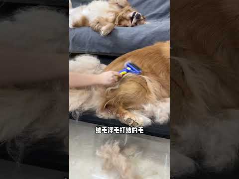 Köpeğin kürkünü inceltmek onu daha serin yapabilir.  Evcil hayvan tarağı sevimli evcil hayvan iyi b