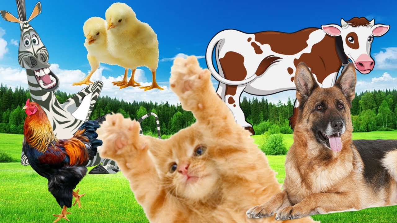 Lives of animals - leopard, donkey, horse, dog, cow, ostrich, zebra ...