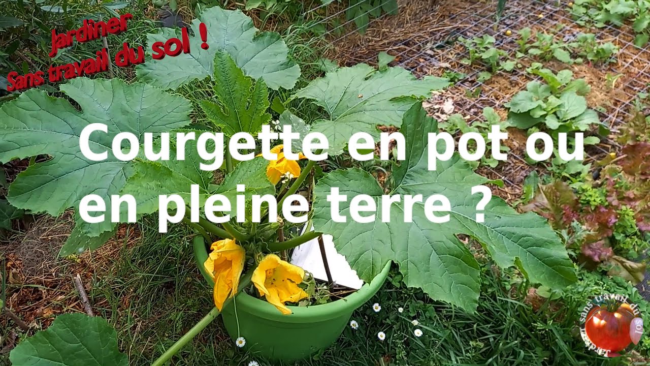 Courgettes en pots ou en pleine terre ? - YouTube