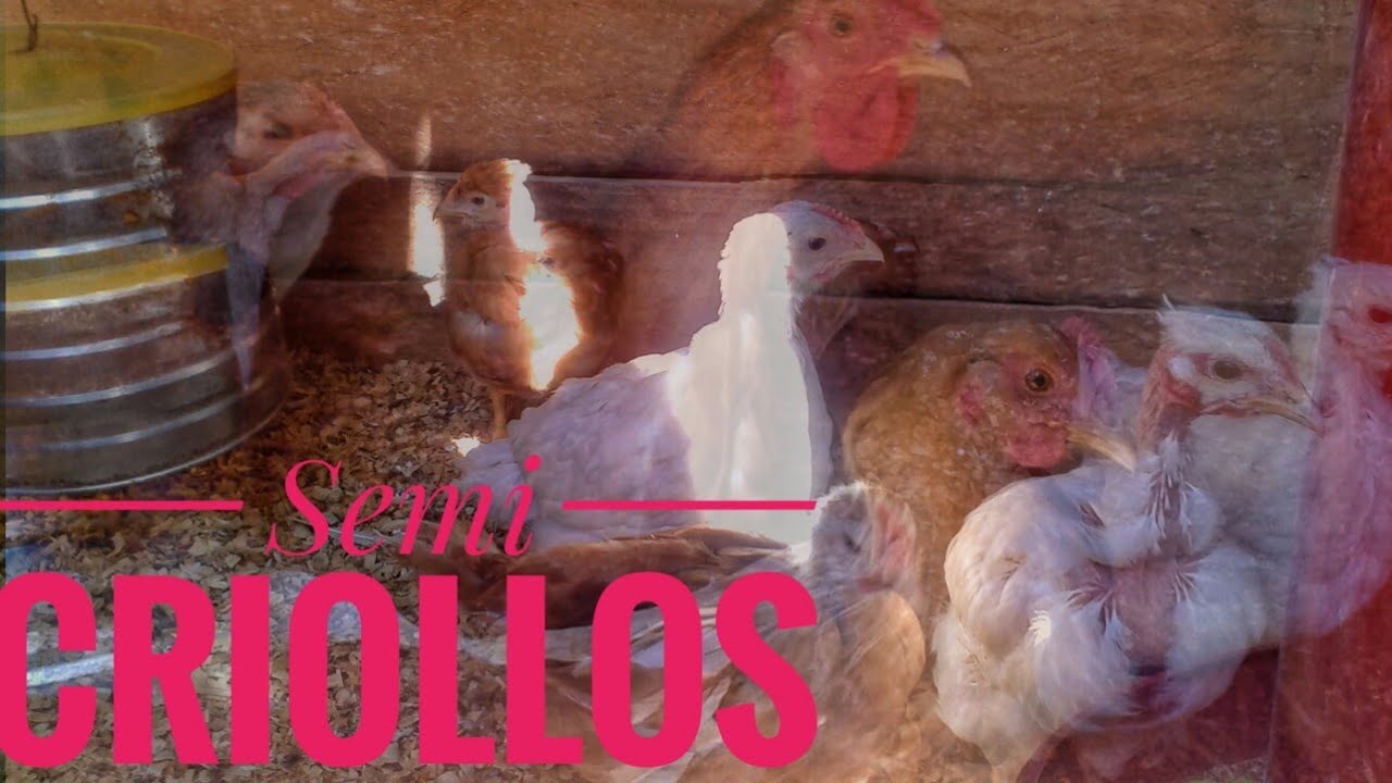 Cría de pollos semicriollos - YouTube