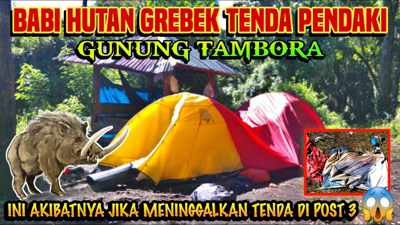 Kelakuan Babi Hutan Gunung Tambora Acak-acak Tenda Pendaki di Pos 3 ...