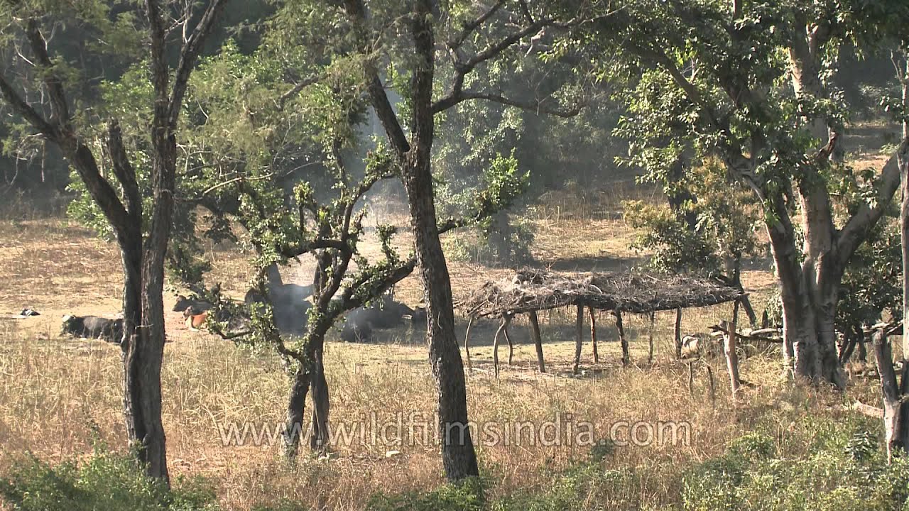 Rajaji national park area, Uttarakhand - YouTube