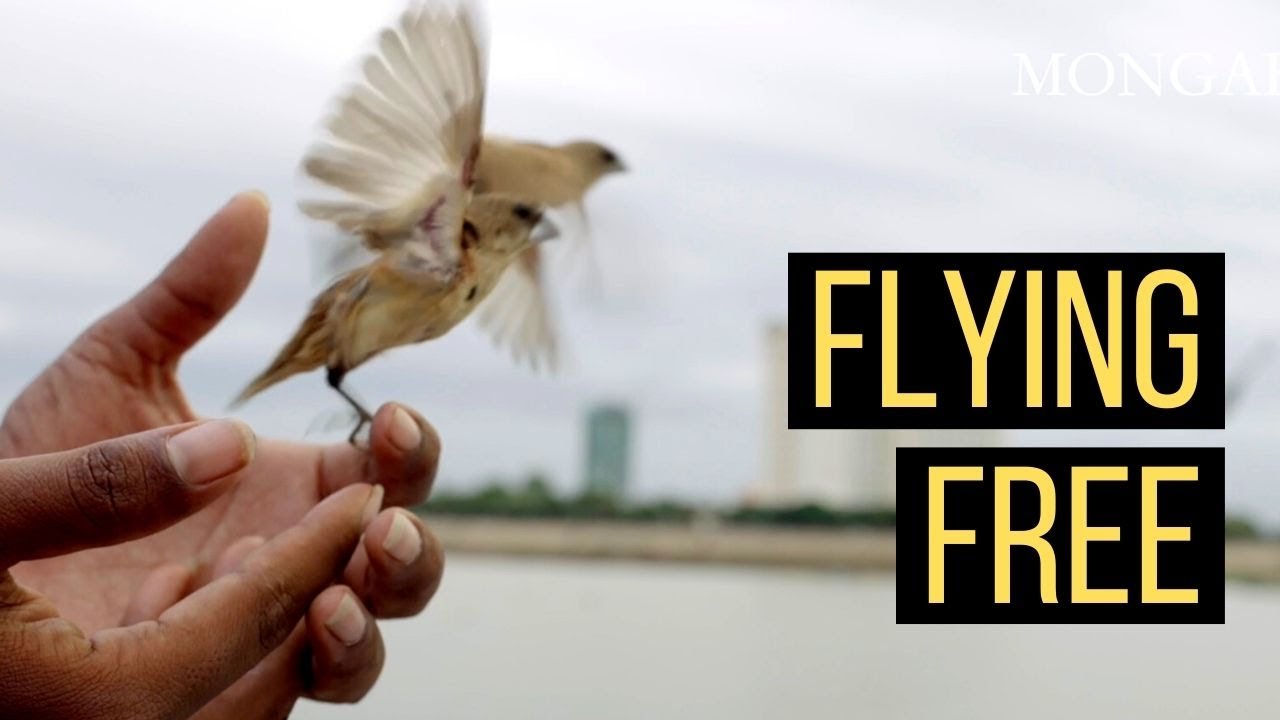 Animal release practices and the risk of zoonotic diseases - YouTube