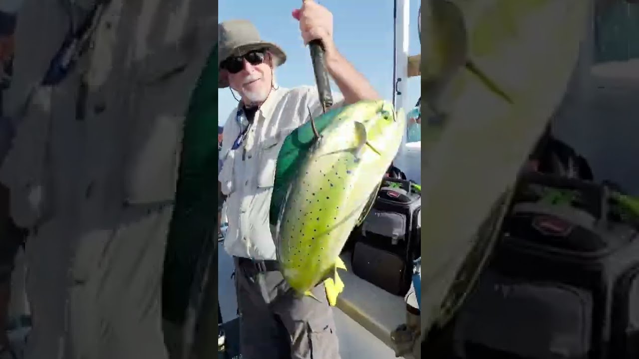 Dorado fishing on the Sum Fun 2022 Dana Wharf Sportfishing - YouTube