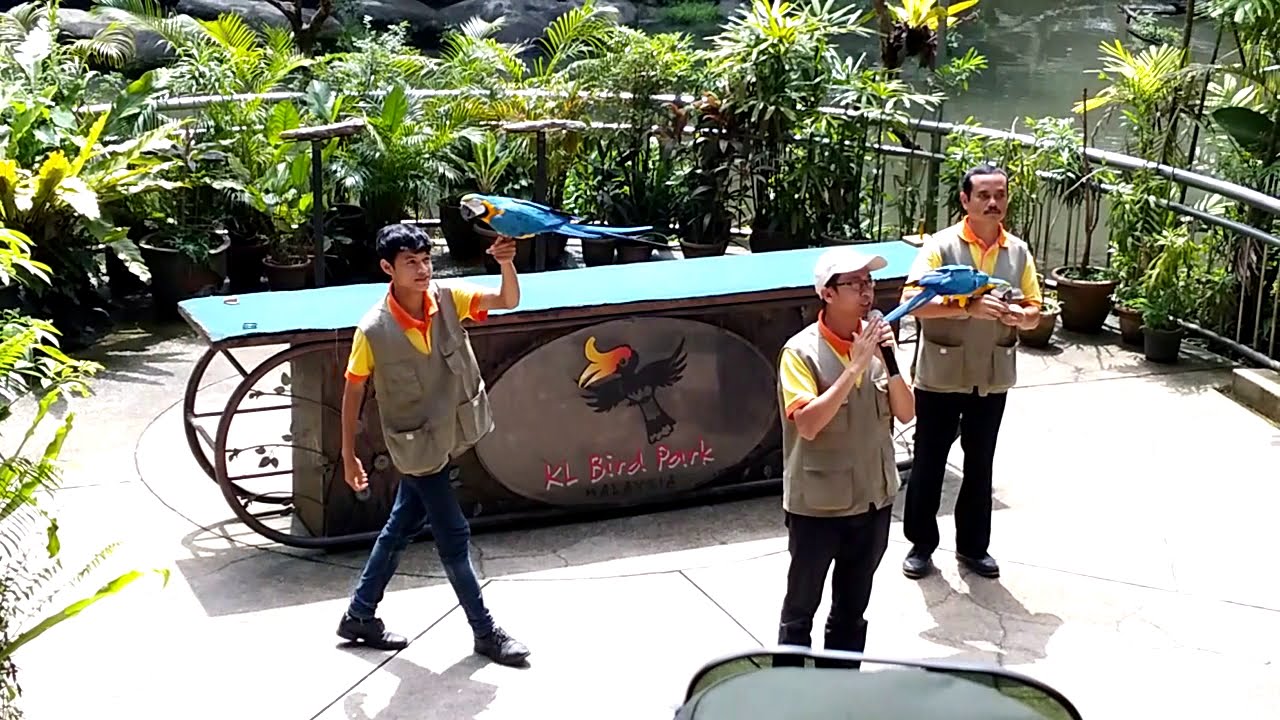 Kuala Lumpur Bird Park: Amphitheater Birds Show - YouTube