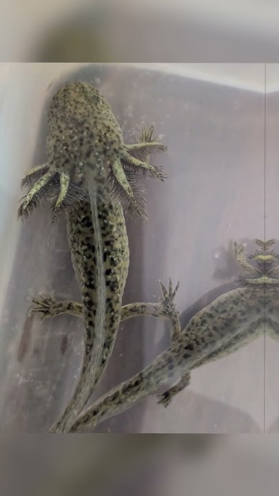 name all the morphs if you can. - YouTube