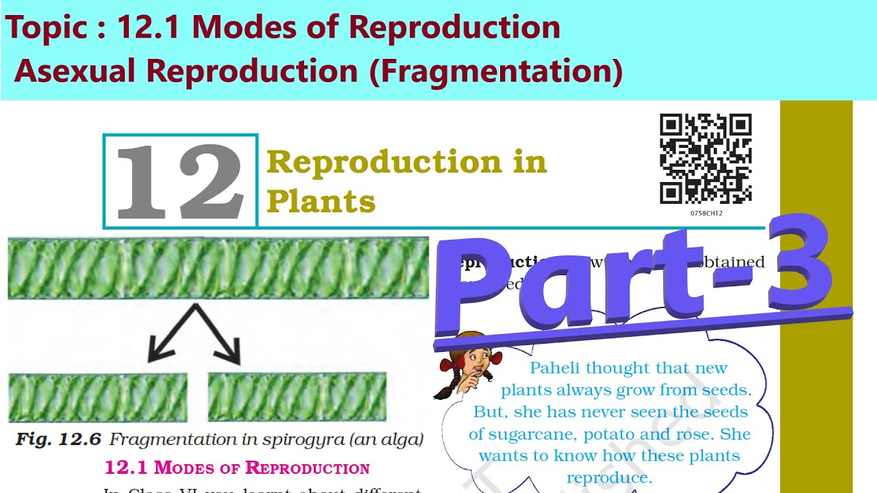 Fragmentation In Plants