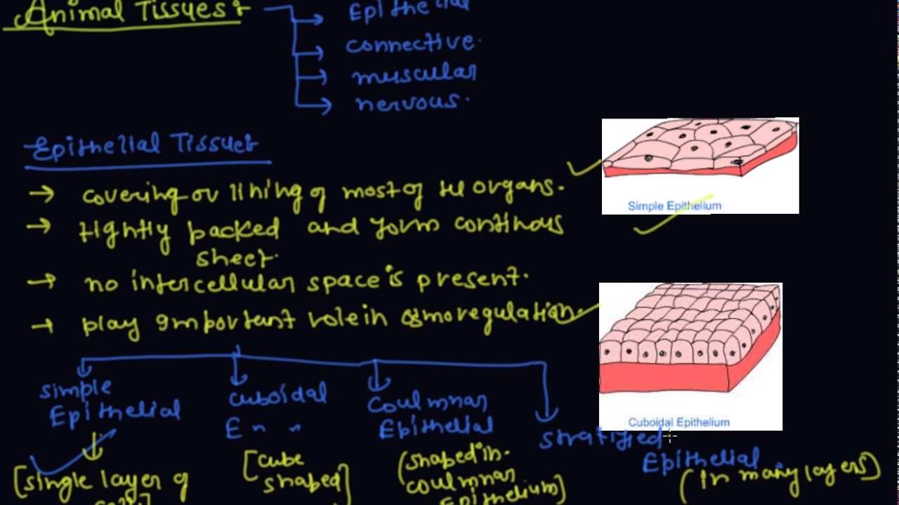 Epithelium and Connective Tissues | Class 9 Biology Tissue - YouTube