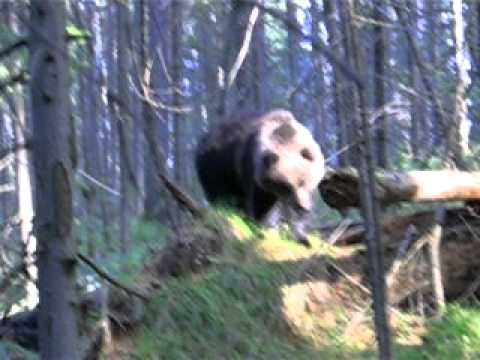 медведь в тайге)) - YouTube