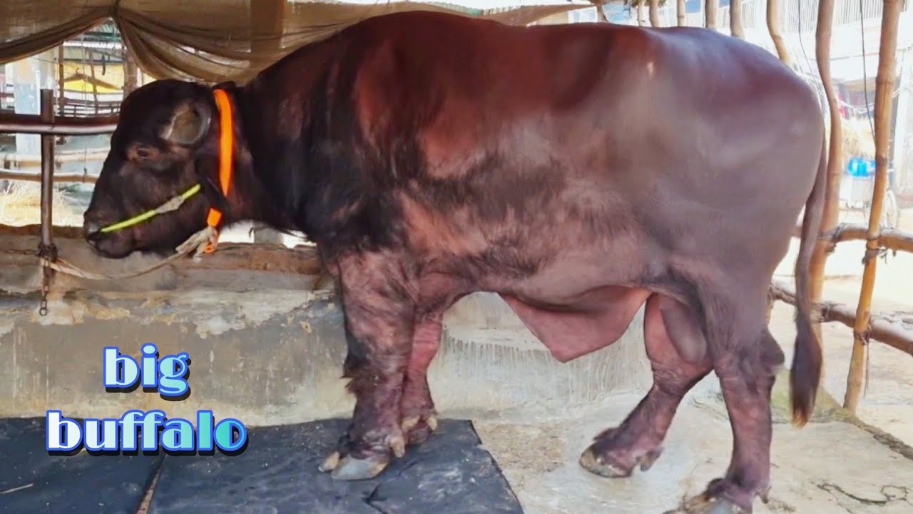 Biggest buffalo | buffalos in Bangladesh | - YouTube