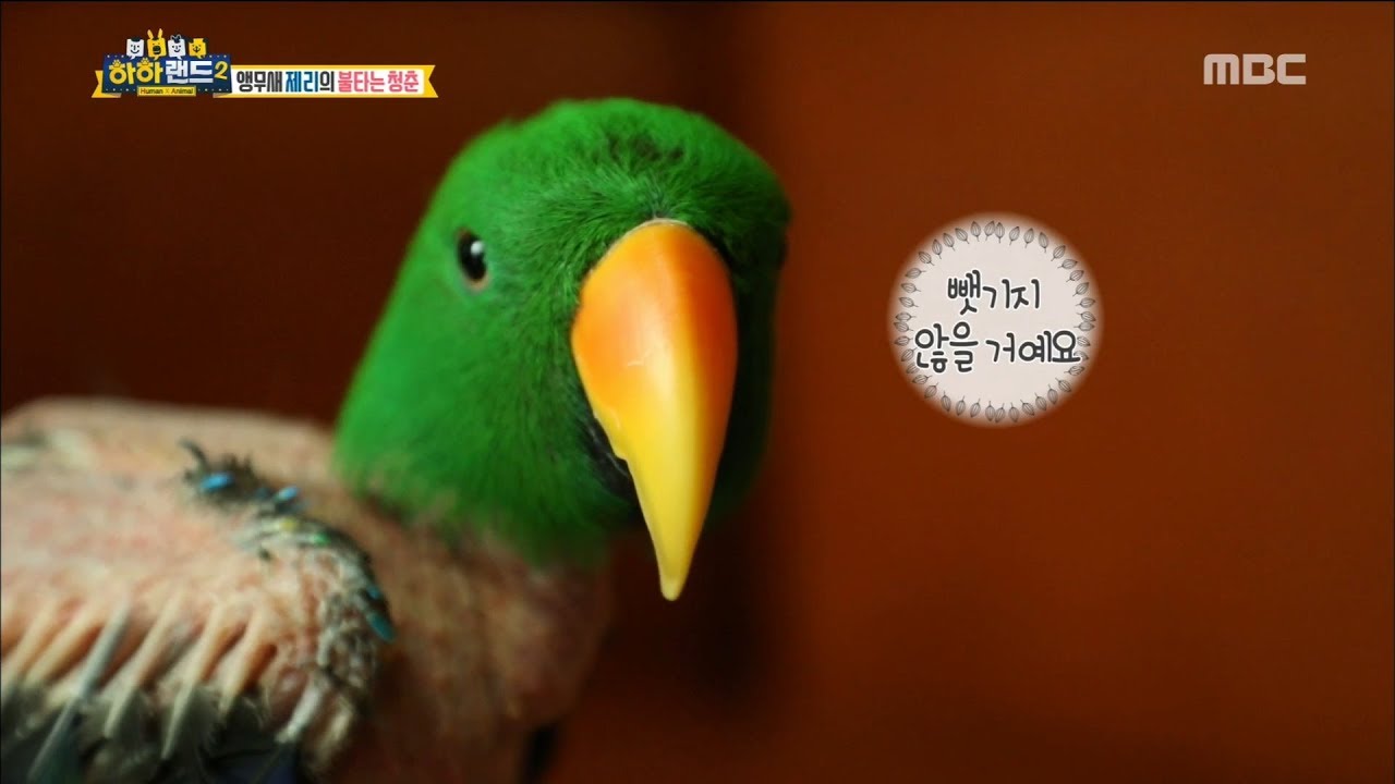 [Haha Land 2] 하하랜드2 -A parrot exploding in jealousy 20180328 - YouTube