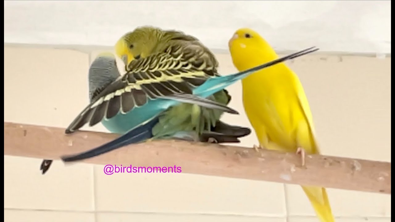 Budgies mating in slow motion (Jade and Turquoise the budgie ...
