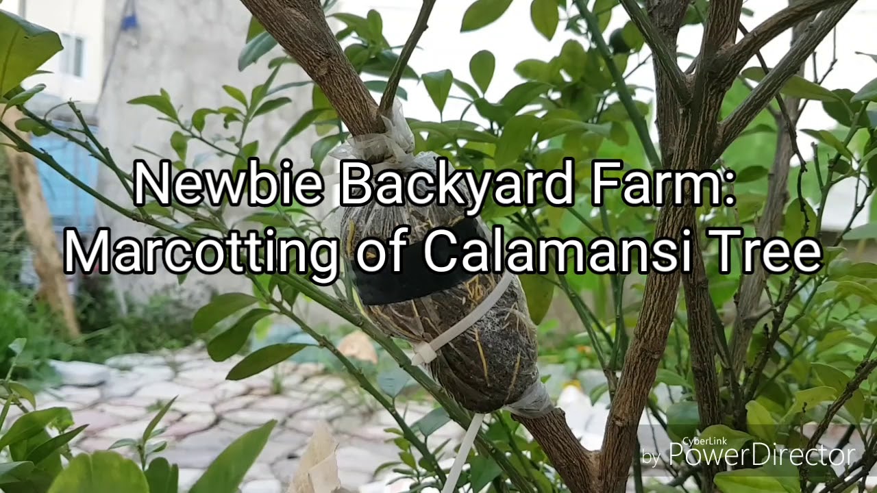 Backyard Farm: Marcotting/ Air Layering of Calamansi Tree, Steps in ...
