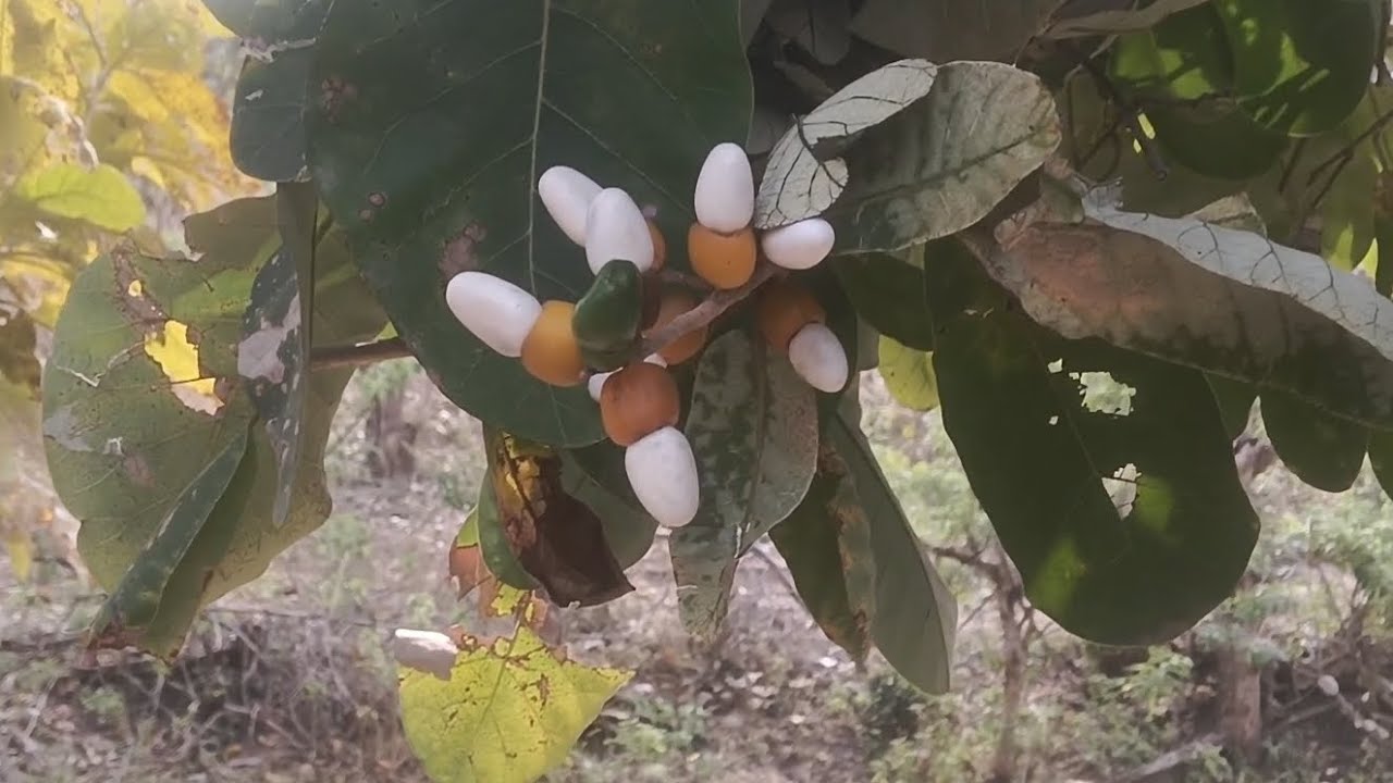 white biba tree all testing video available call me 9699085158 - YouTube