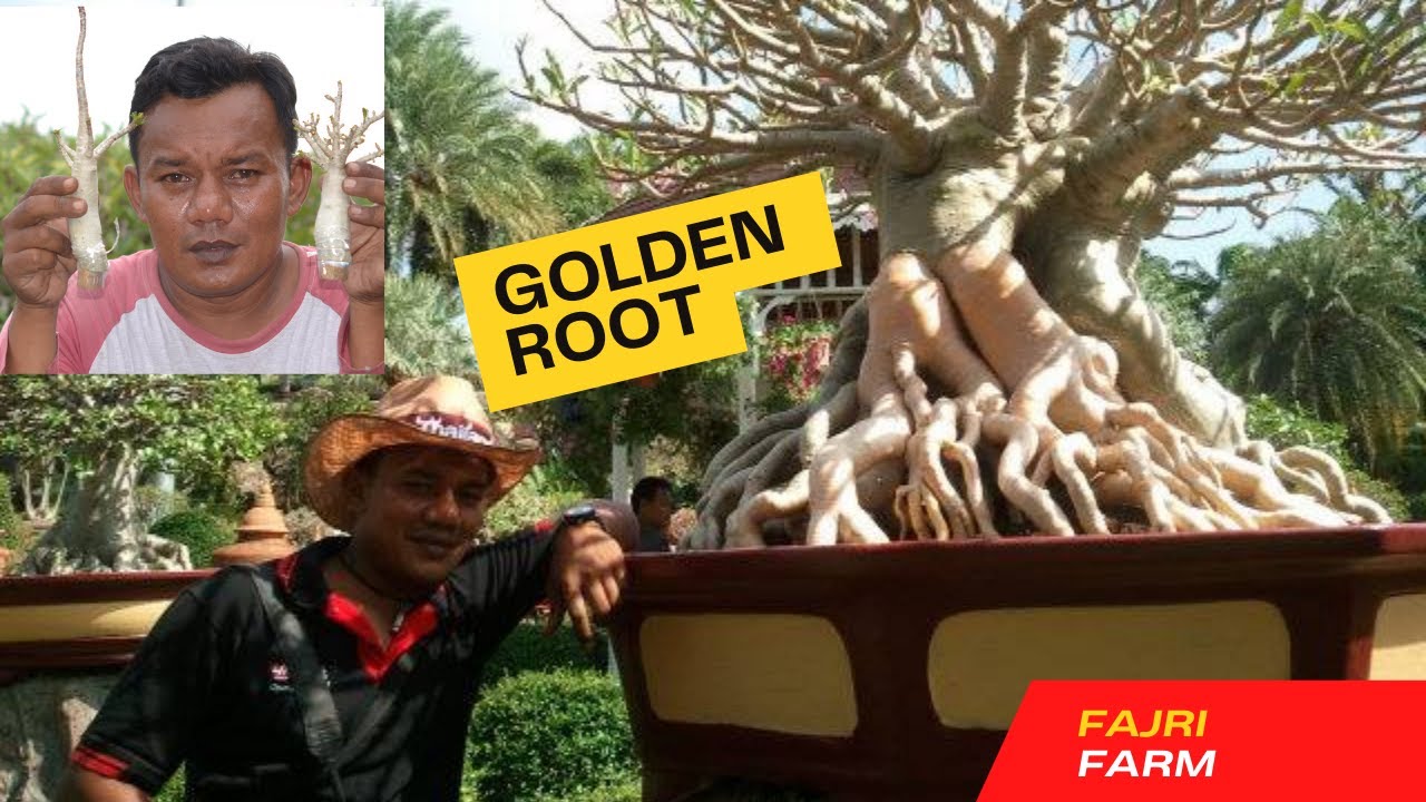 Cara Membuat Akar Emas Adenium Dengan Metode Grafting/Sambung Akar ...