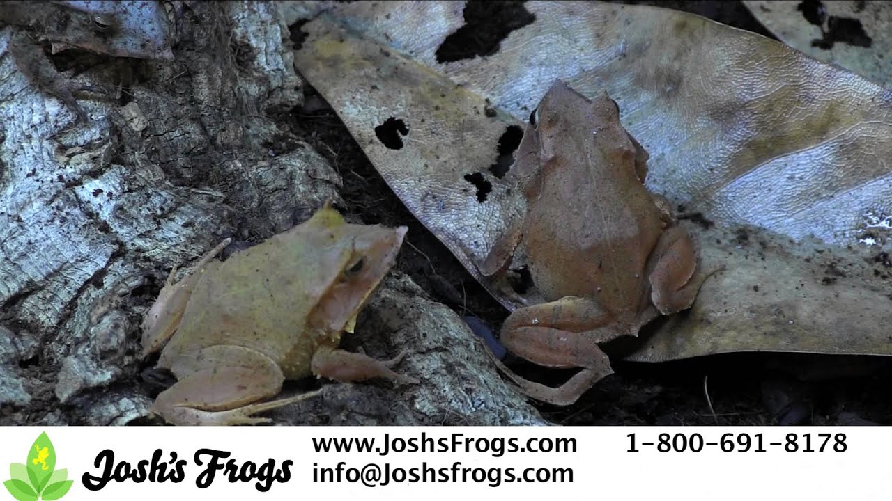 How to Care for Solomon Island Leaf Frogs - YouTube