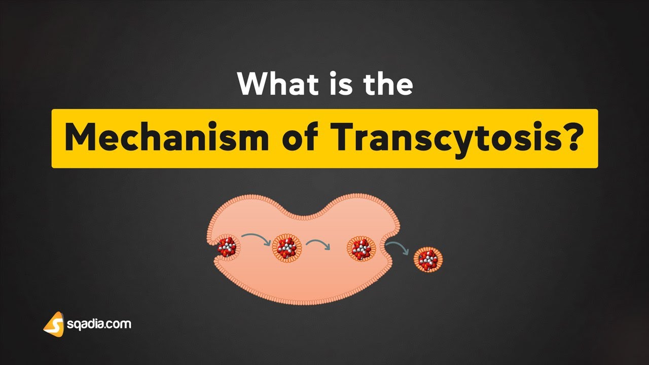 What is the Mechanism of Transcytosis? | Cell Biology | V-Learning ...