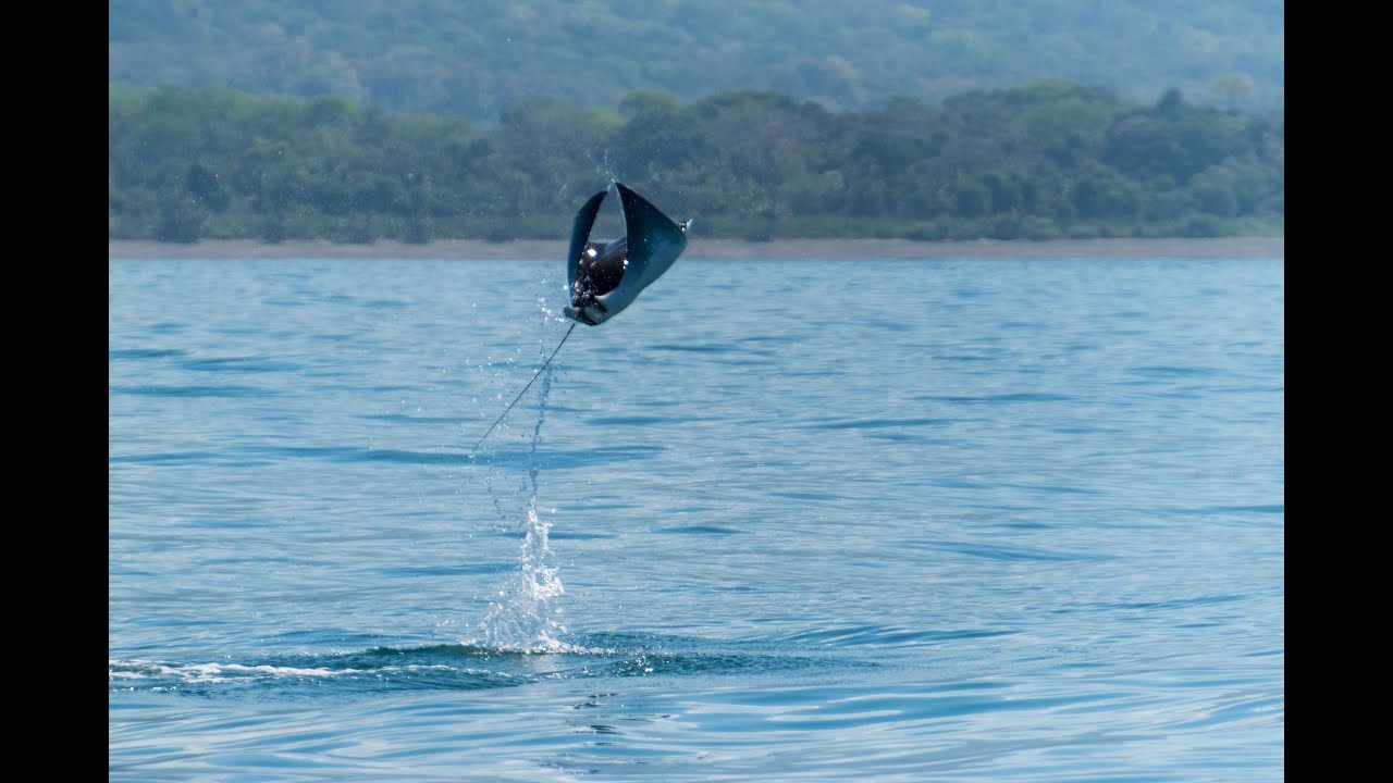 Flying Rays in Costa Rica - YouTube