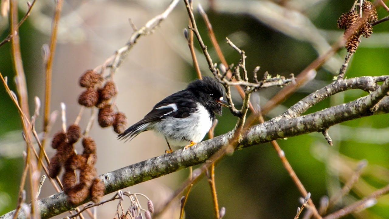 Tomtit / Miromiro with birdsong in winter - New Zealand Birds #4k #uhd ...