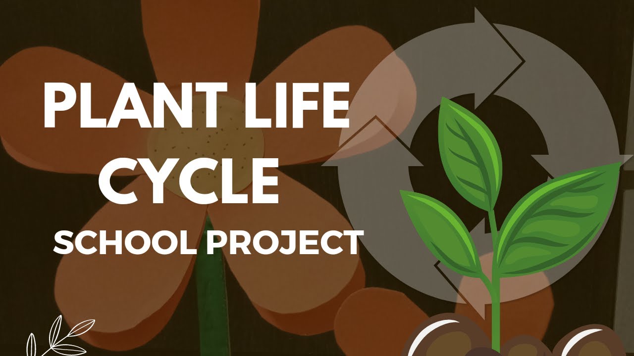 How to make a plant life cycle project | working model for school ...