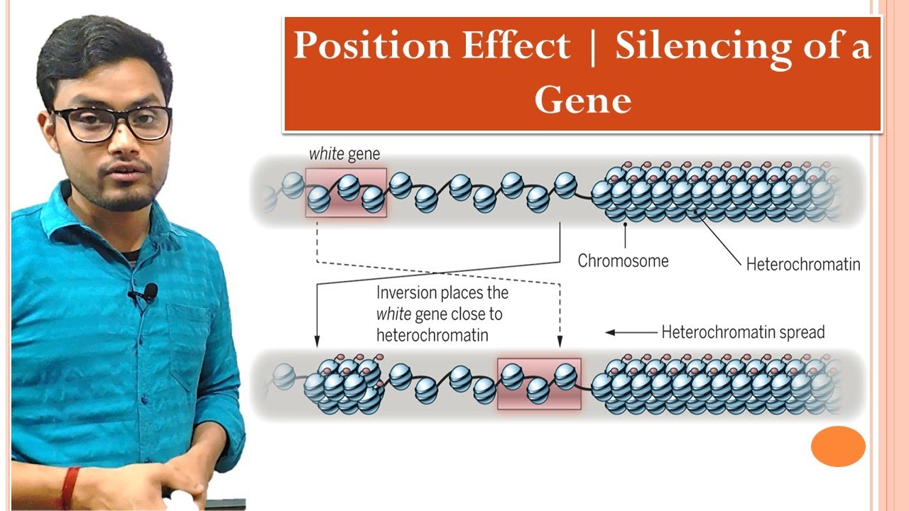 Position Effect Silencing Of A Gene B Sc Genetics YouTube Position Effect Silencing Of A Gene B Sc Genetics YouTube