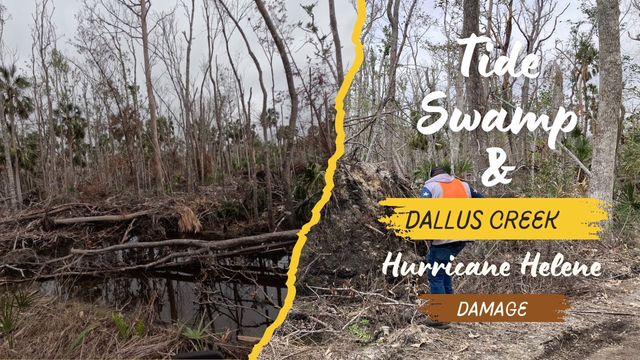 Hurricane Helene tree damage in Tide Swamp and Dallus Creek - YouTube