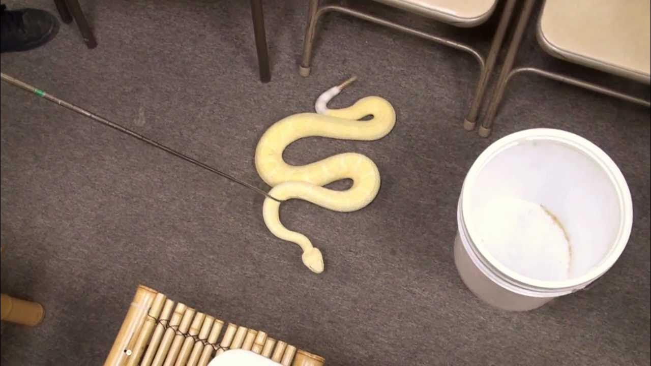 Rattlesnakes at The Reptile Zoo - YouTube