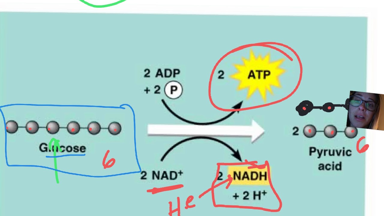 Biology Basics 8 min Glycolysis and pyruvate processing - YouTube