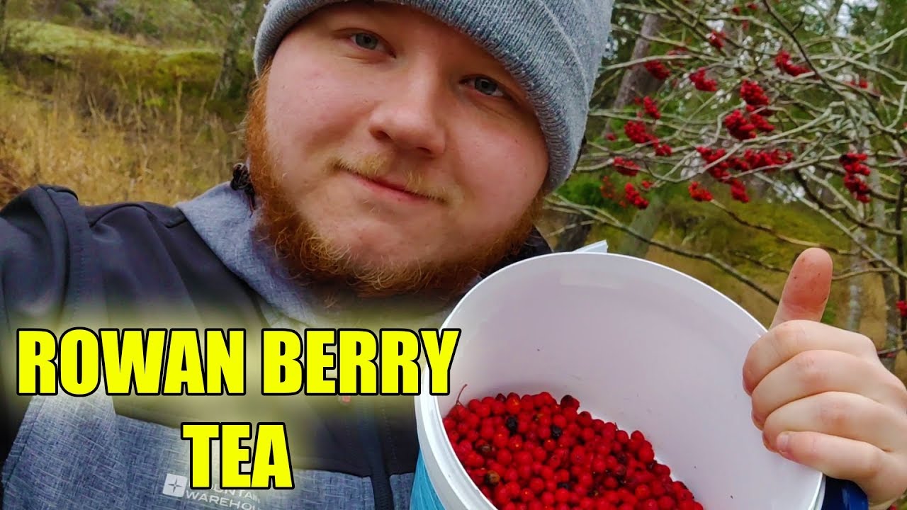 How To Make Rowan Berry Tea - Foraging For Food - YouTube