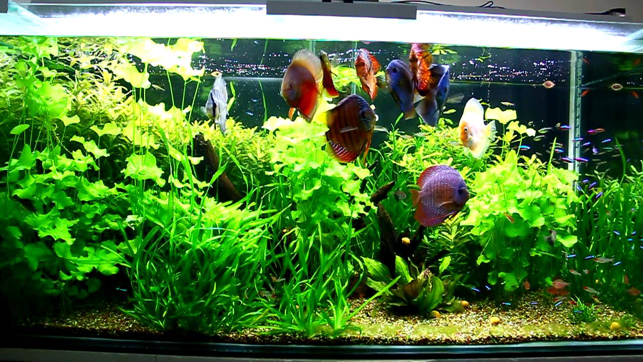 Meu aquário amazônico com acará-disco ( discus fish ), neons, tetras ...