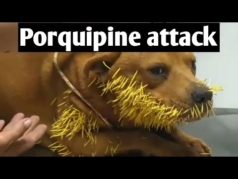Porcupine attack/Dog surgery/porcupine quills/porcupine quills removal ...