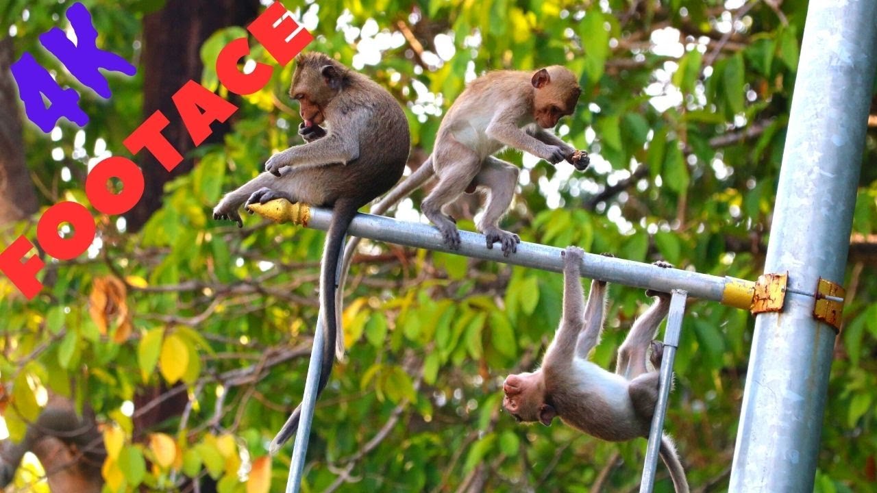 Funny babe monkeys I Viral Monkey 4K Animal Footage - YouTube