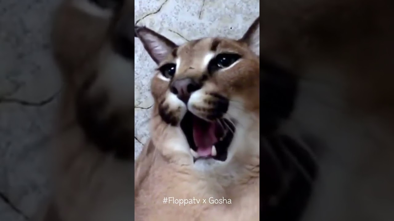 Big Floppa's Yawning #shorts - YouTube