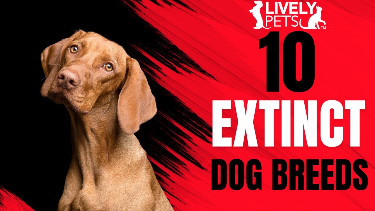 10 Extinct Dog Breeds You Never Knew About! Part 1 - YouTube