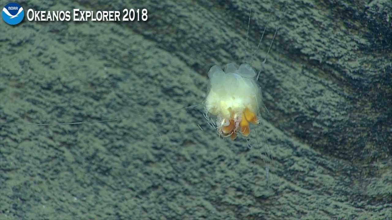 Okeanos Explorer Video Bite: Dandelion Jelly - YouTube
