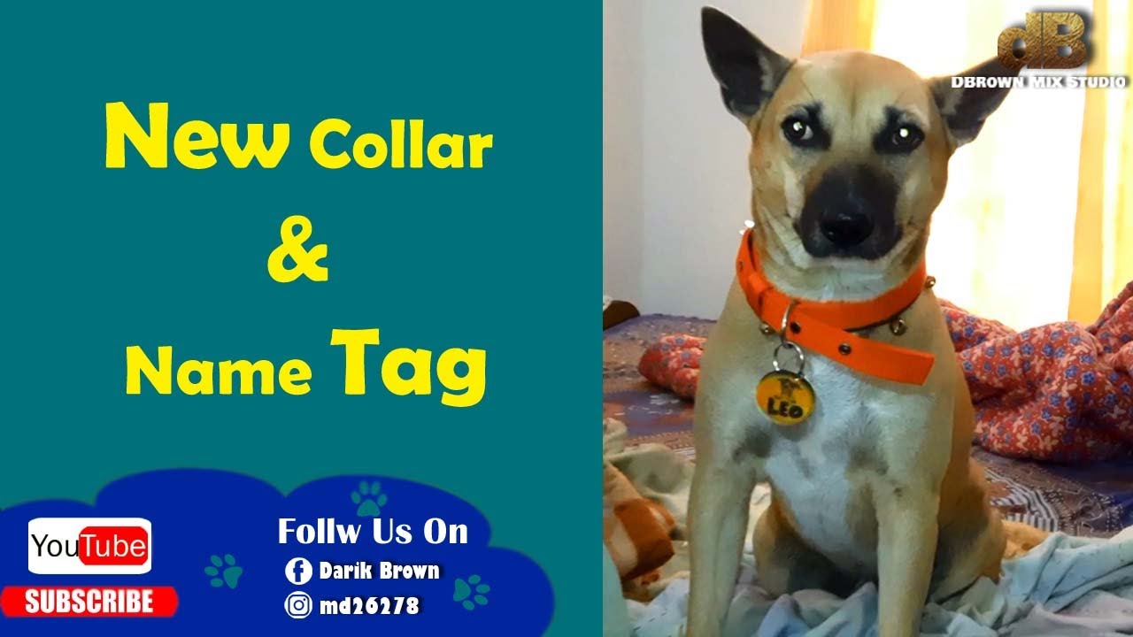 New Collar & Name Tag - YouTube