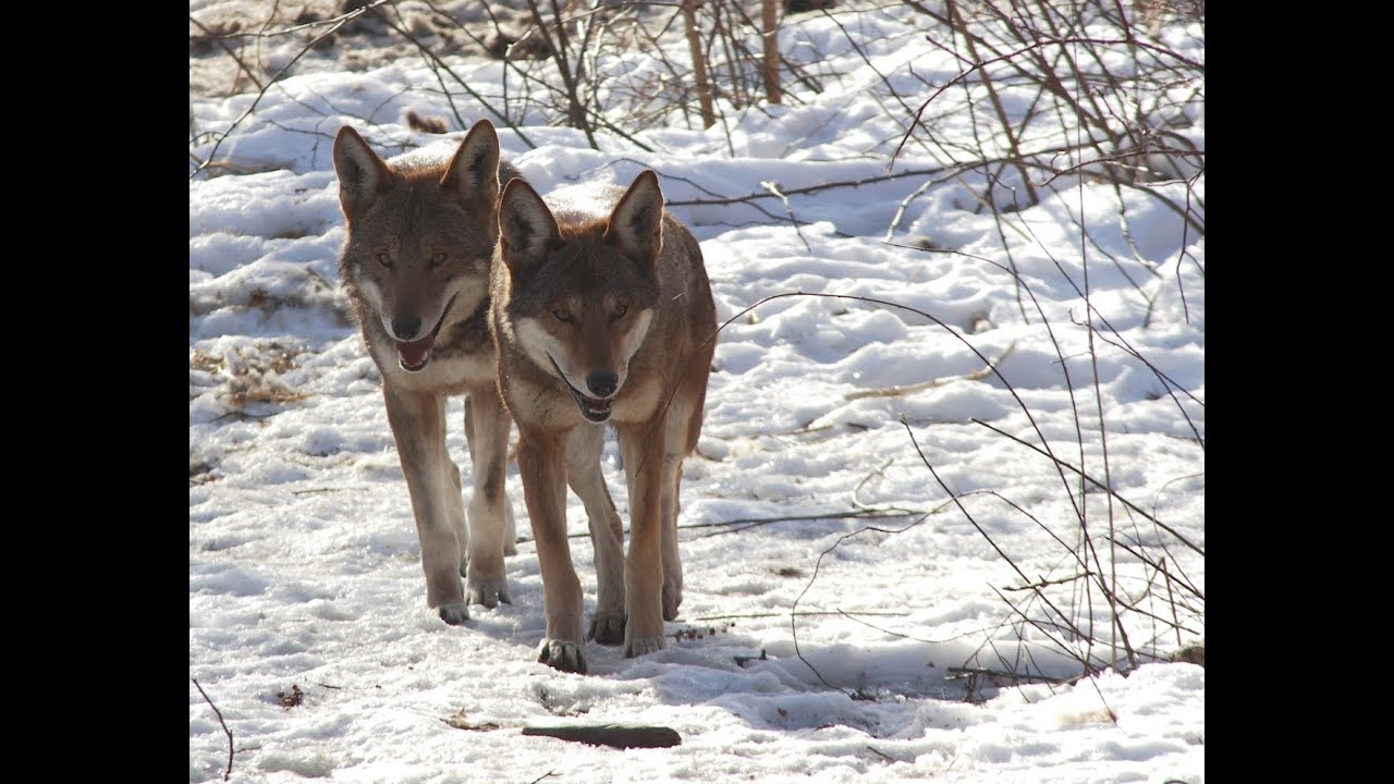 Red Wolves Romp in the Snow - YouTube