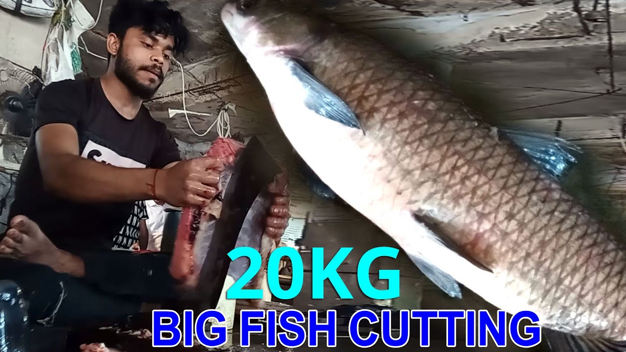 20KG Big Fish Cutting - Amazing Cutting Fish || Big Fish In Bangladesh ...