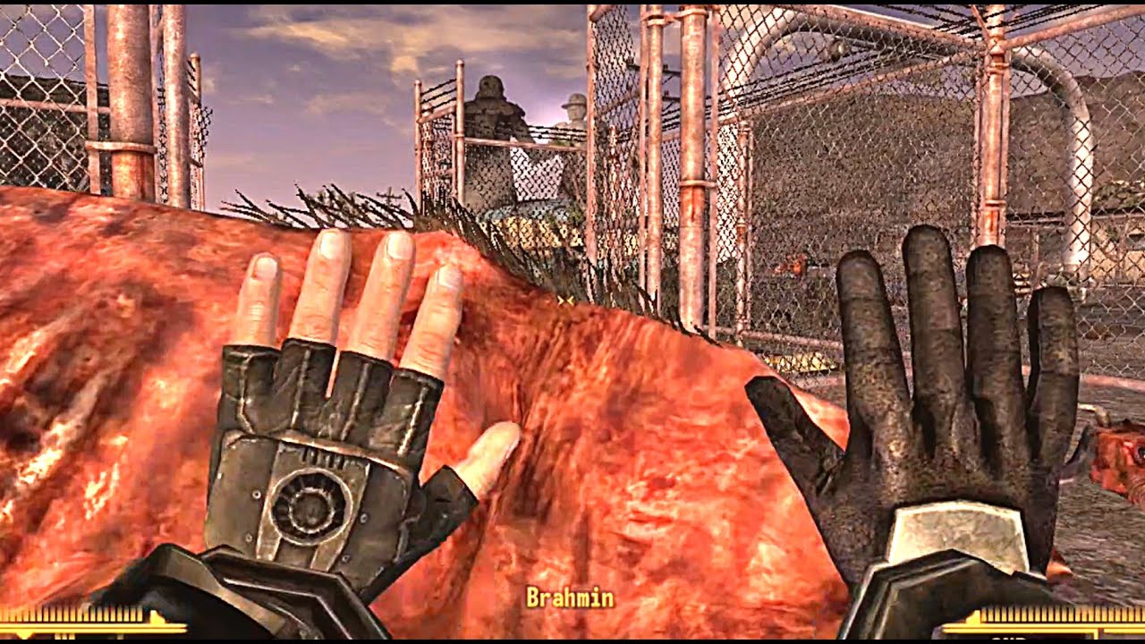 Tipsy Brahmin Tipping | Fallout New Vegas - YouTube