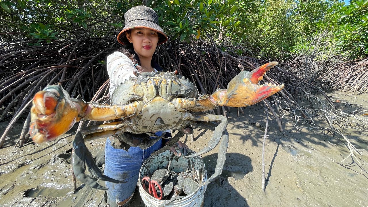 Brave Woman Catch Giant Mud Crabs at Mangrove Zone after Water Low Tide ...