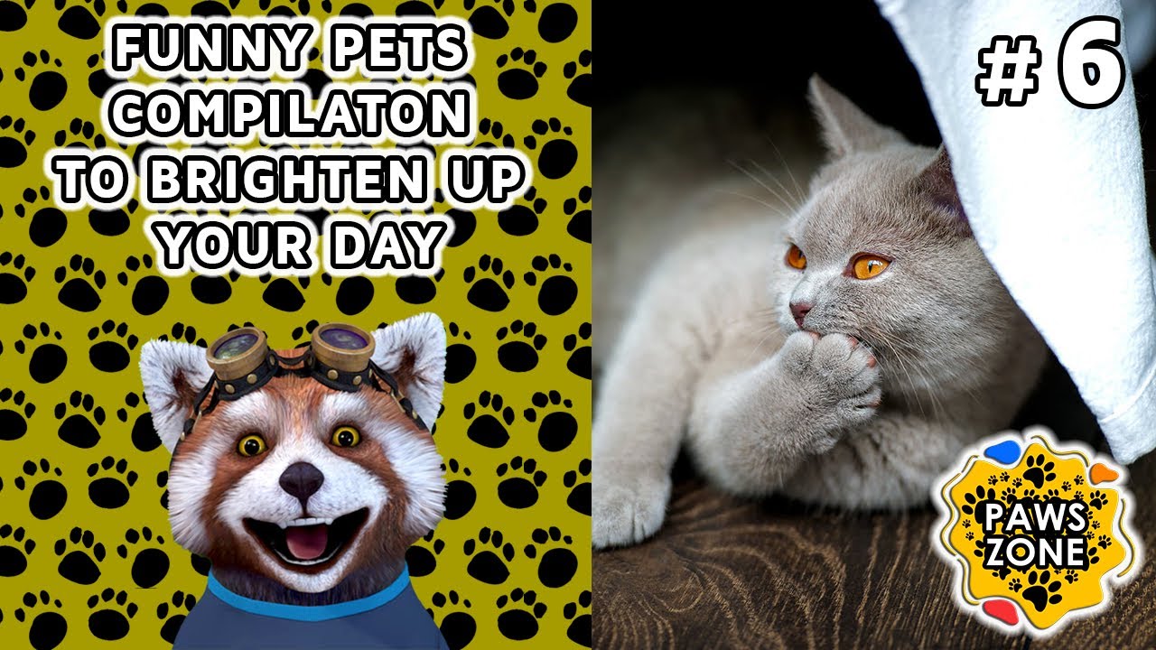 Funny Animals' Life And Cute Pets Compilation To Brighten Up Your Day ...